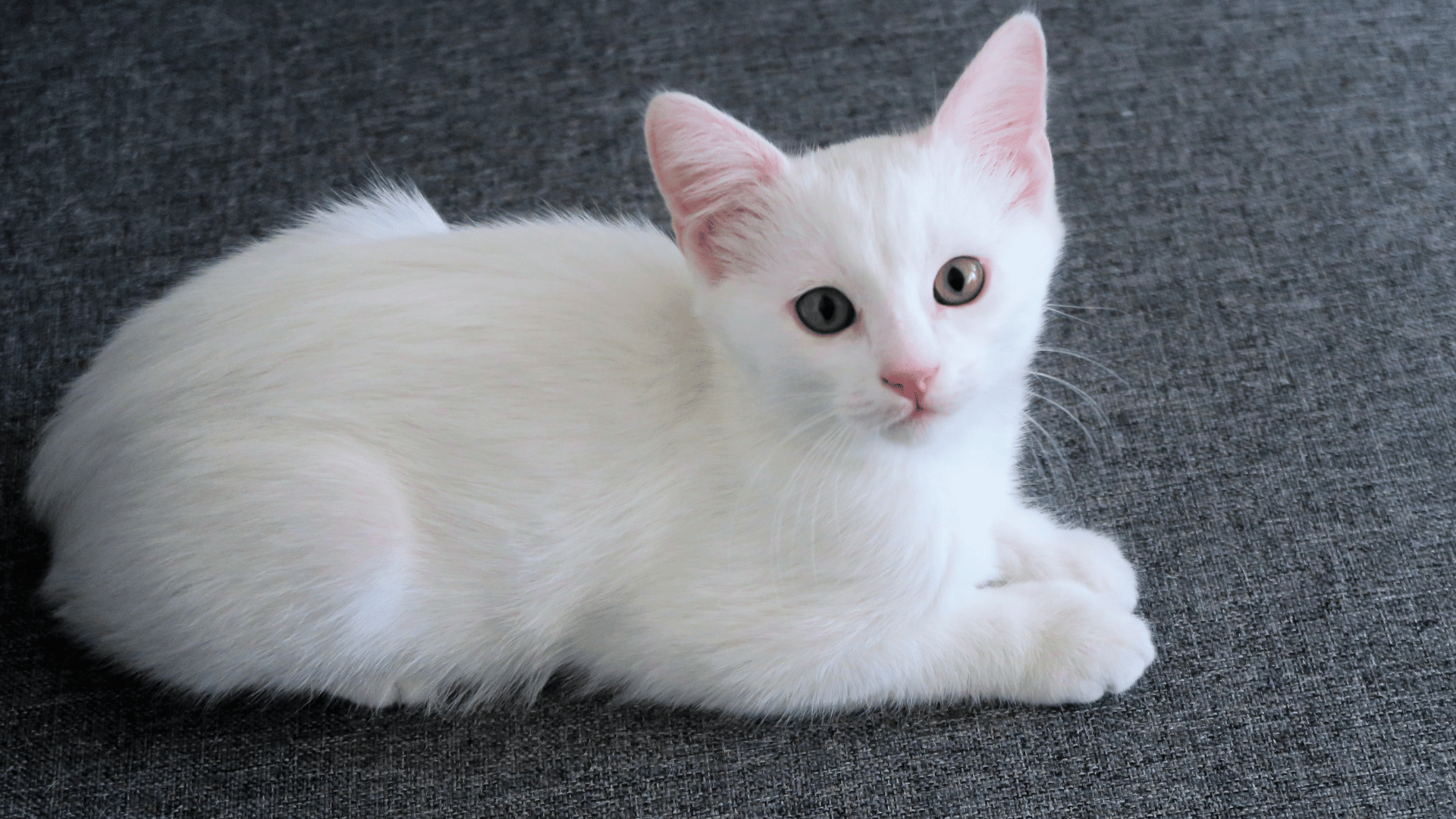 Accreditations Matter In Atlanta, GA | Cat Care Of Vinings